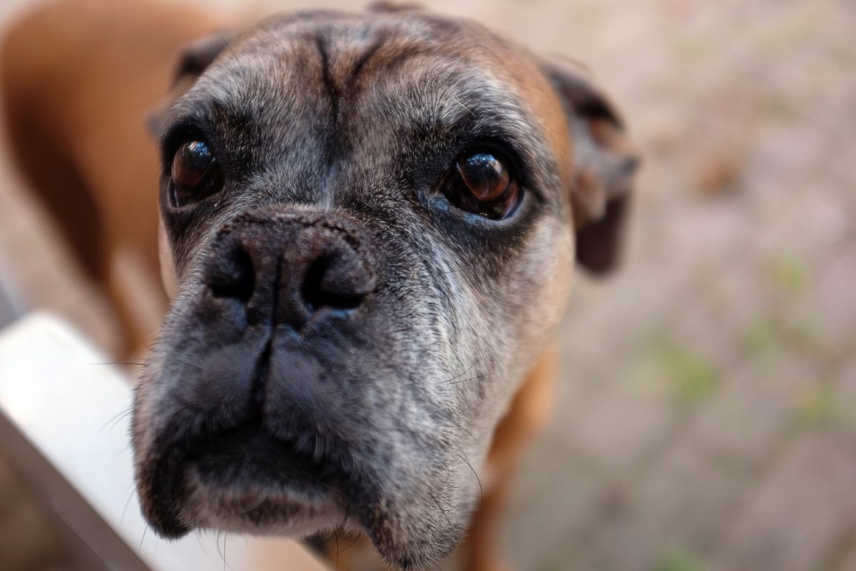 Signs of Dog Aging Every Dog Parent Should Know